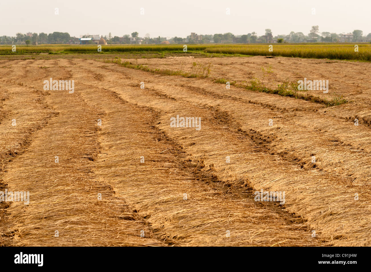 Nepal harvesting hay in hi-res stock photography and images - Alamy