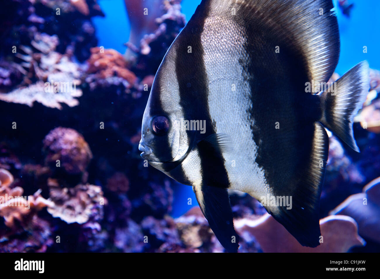 Fish at Palma Aquarium, Mallorca, Balearics, Spain Stock Photo - Alamy