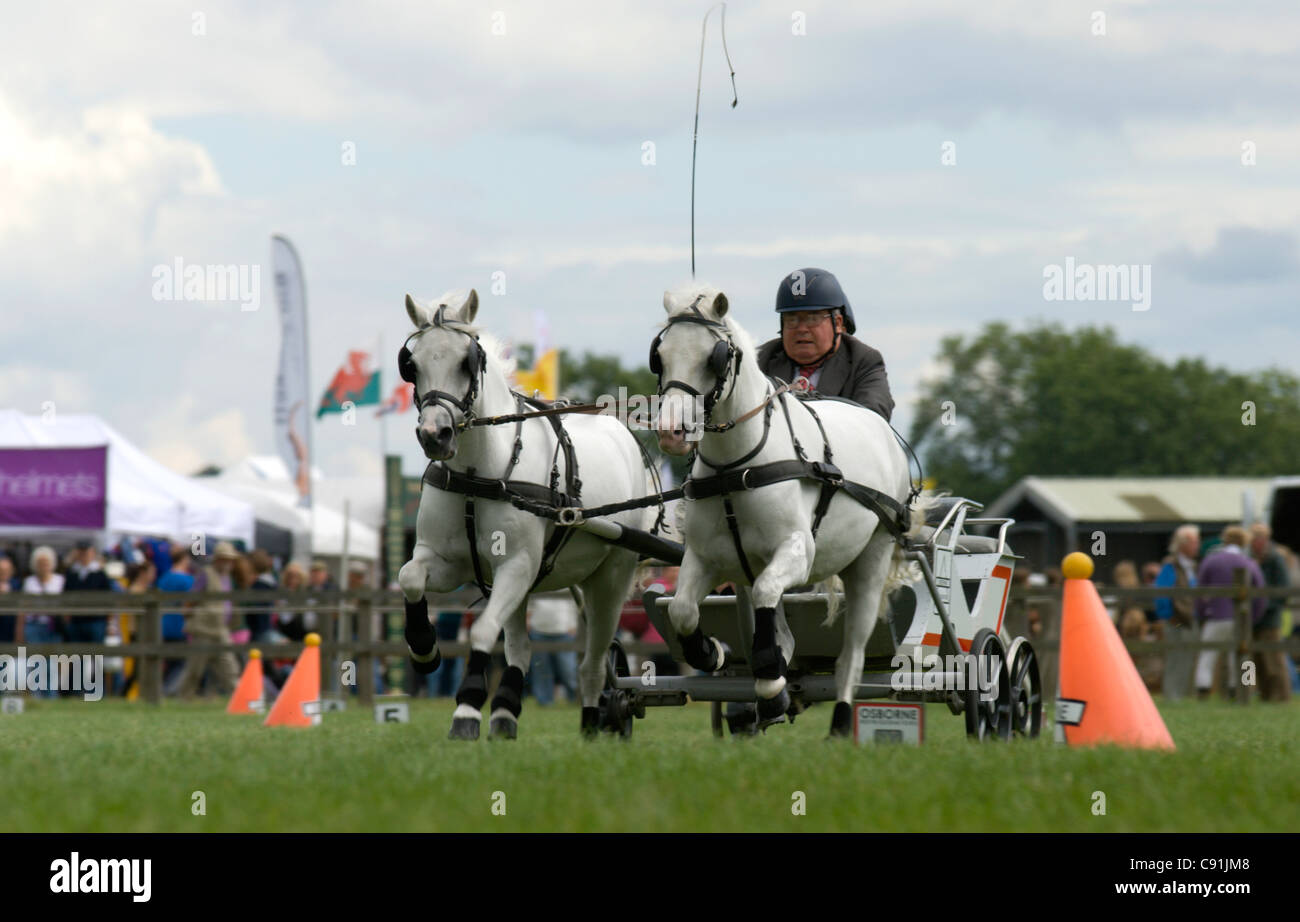 A determined competitor in the scurry driving competition at the ...