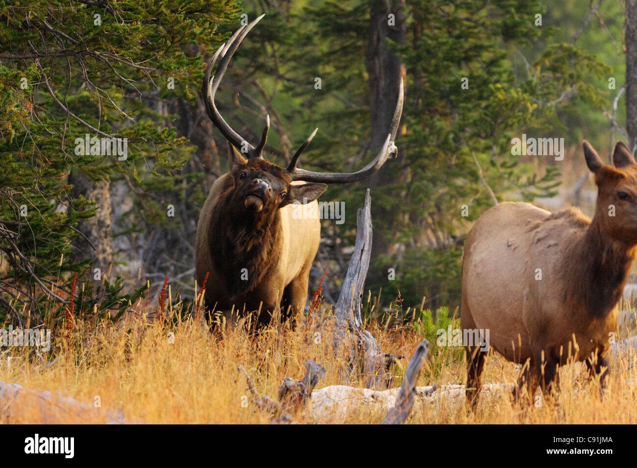 Bull Elk,Yellowstone National Park Stock Photo - Alamy