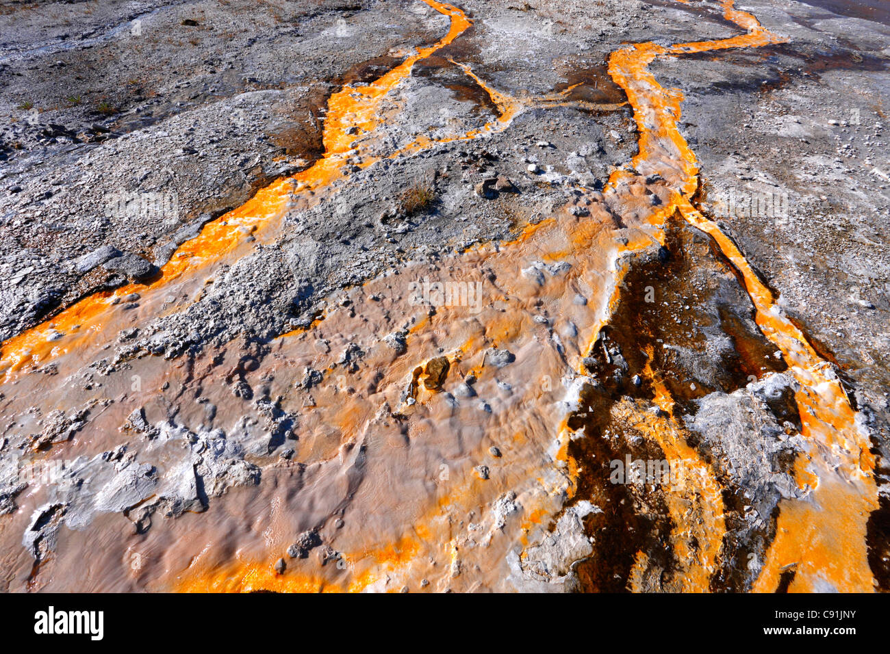 Thermophilic bacteria at Hot Spring, Yellowstone National Park Stock ...