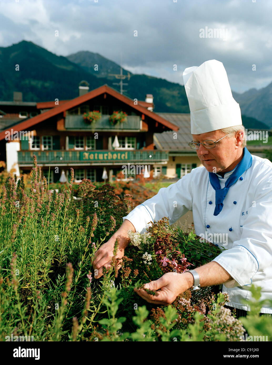 Chef collecting herbs, organic Hotel Chesa Valisa, Hirschegg ...