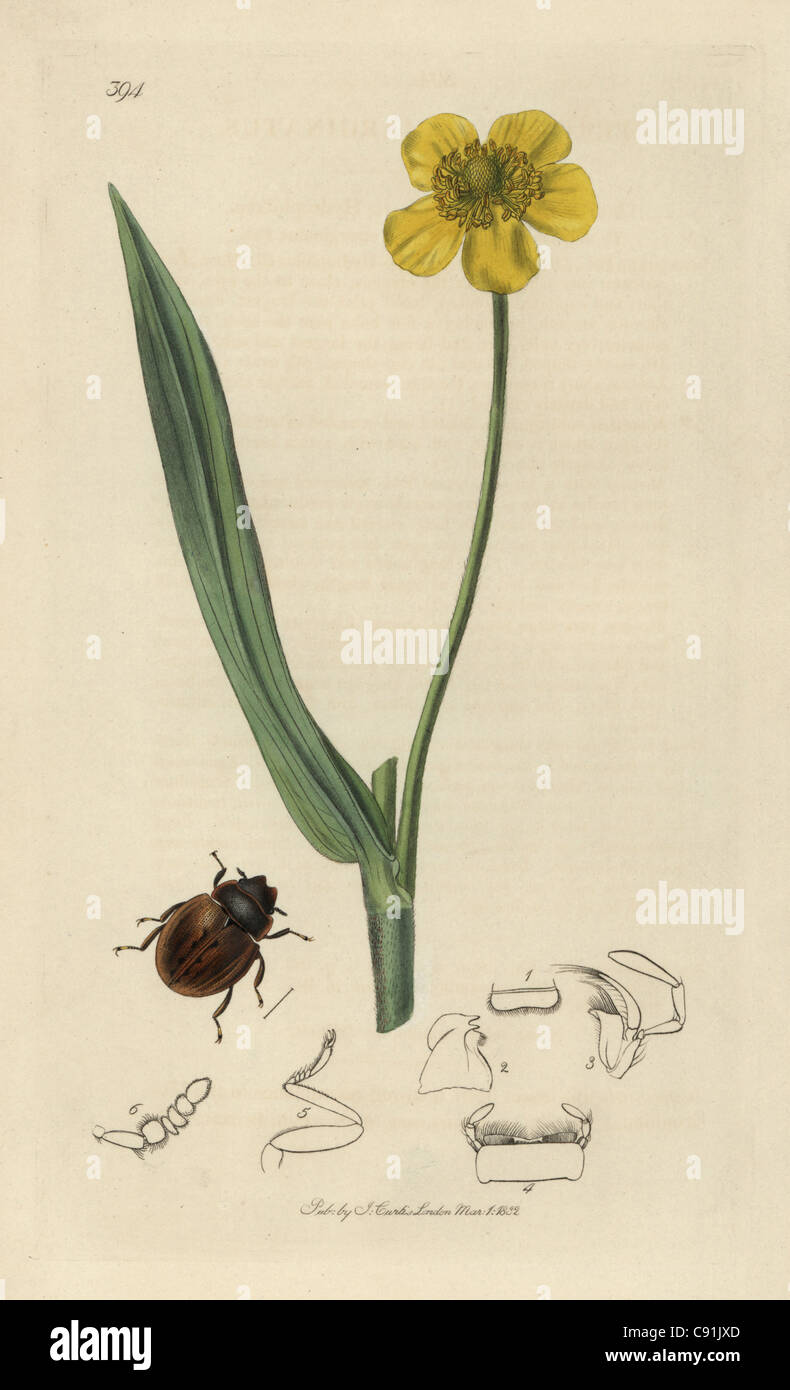 Spercheus emarginatus, Notch-headed Hydrophilus beetle Stock Photo - Alamy