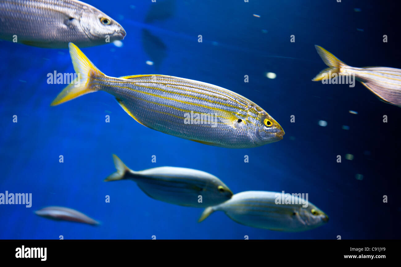 Majorca palma aquarium hi-res stock photography and images - Alamy