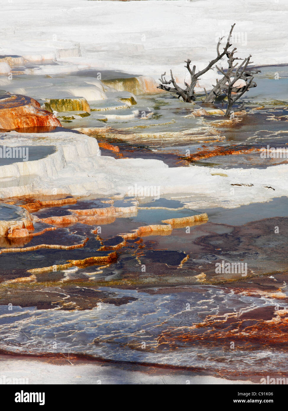 Main Terrace, Mammoth Hot Springs, Yellowstone National Park Stock ...