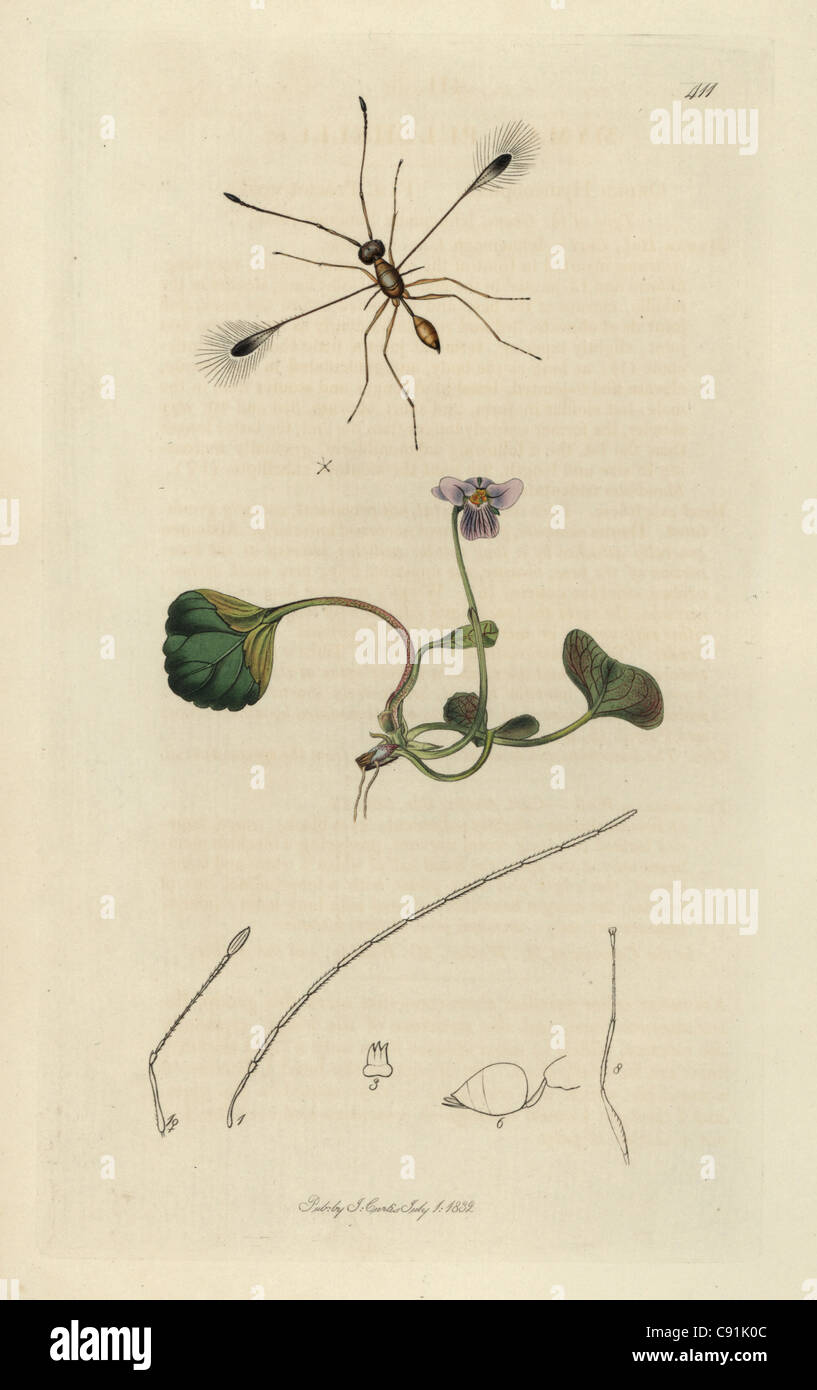 Mymar hi-res stock photography and images - Alamy