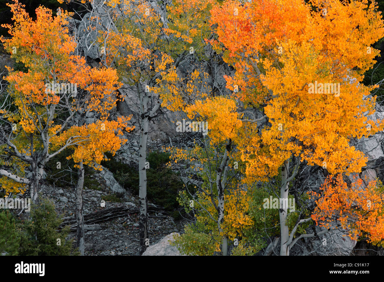 Fall colored Aspen trees, Yellowstone National Park Stock Photo - Alamy