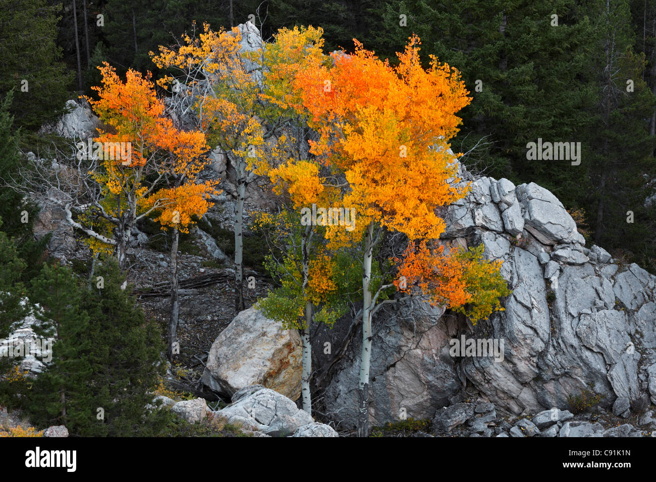 Aspen trees yellowstone hi-res stock photography and images - Alamy