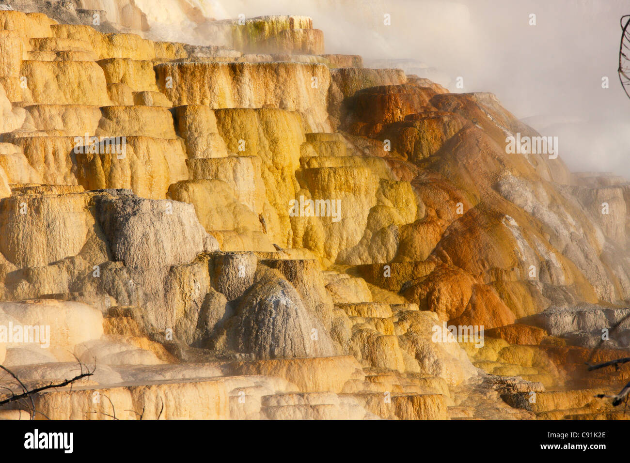 Canary Spring, Mammoth Hot Springs, Yellowstone National Park Stock ...