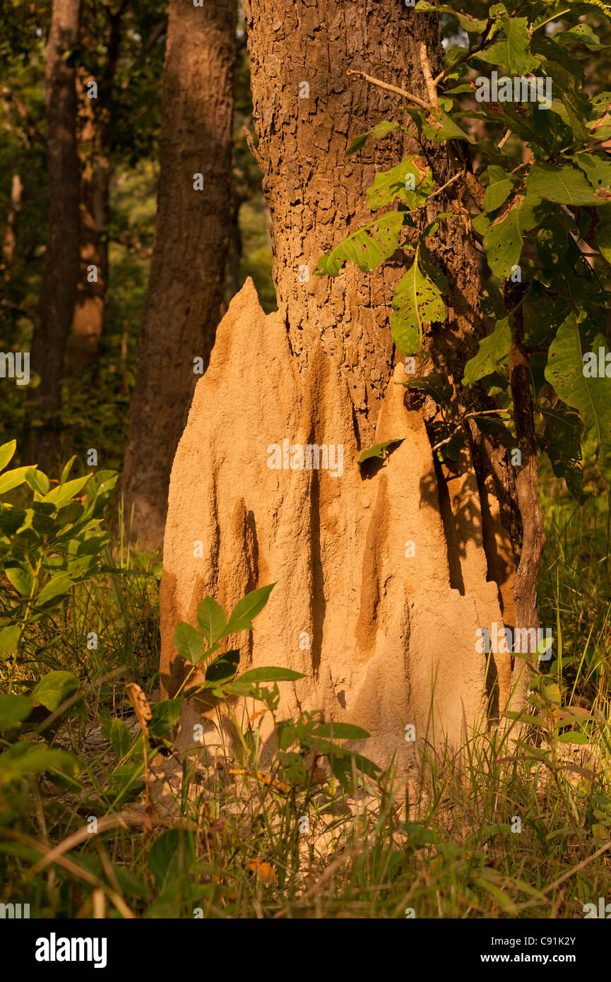 Anthill High Resolution Stock Photography and Images - Alamy