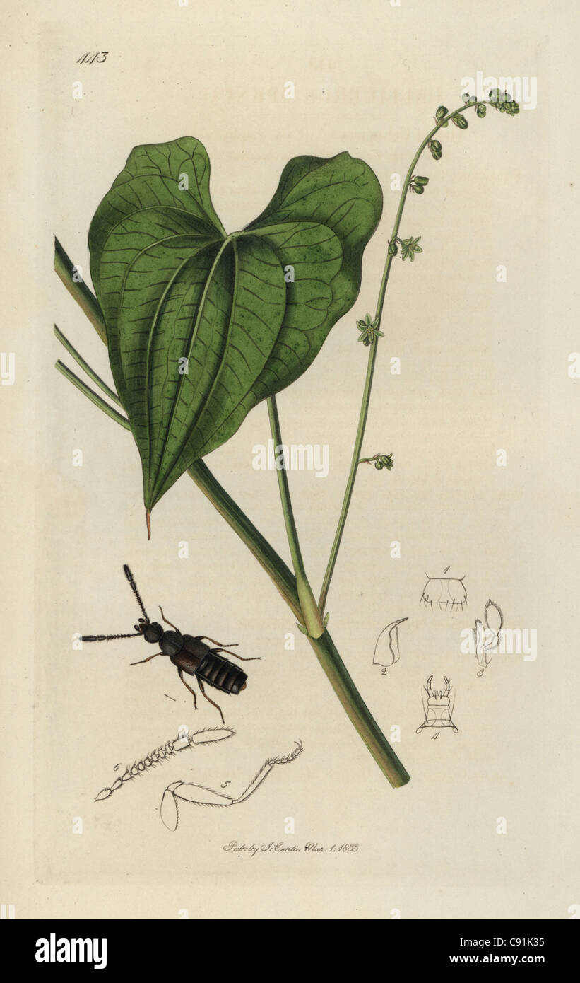 Callicerus spencii, Callicerus obscurus, Spencean Staphylinus beetle ...
