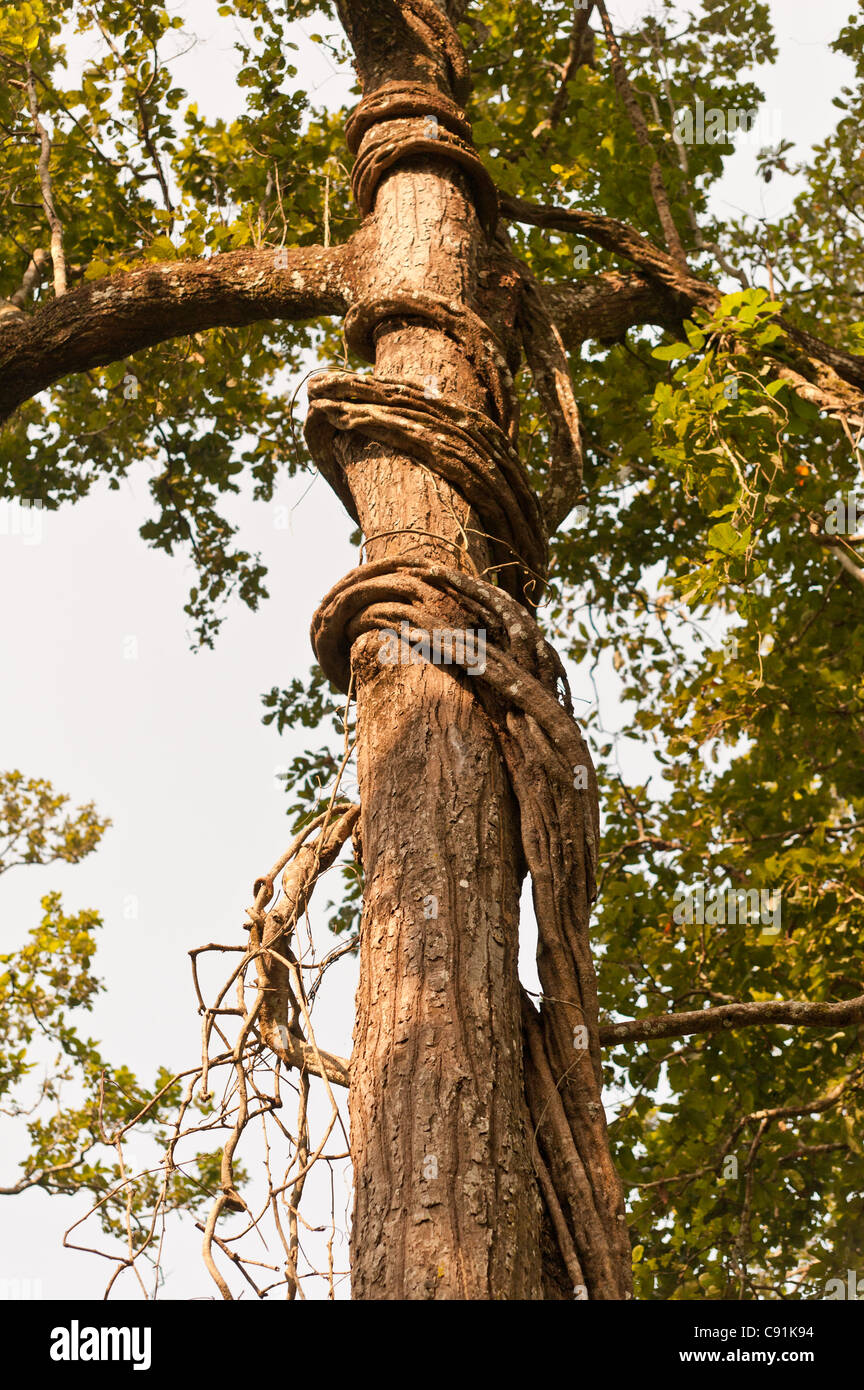 Tree wrapped by wild ivy in Chitwan national park Nepal Stock Photo - Alamy