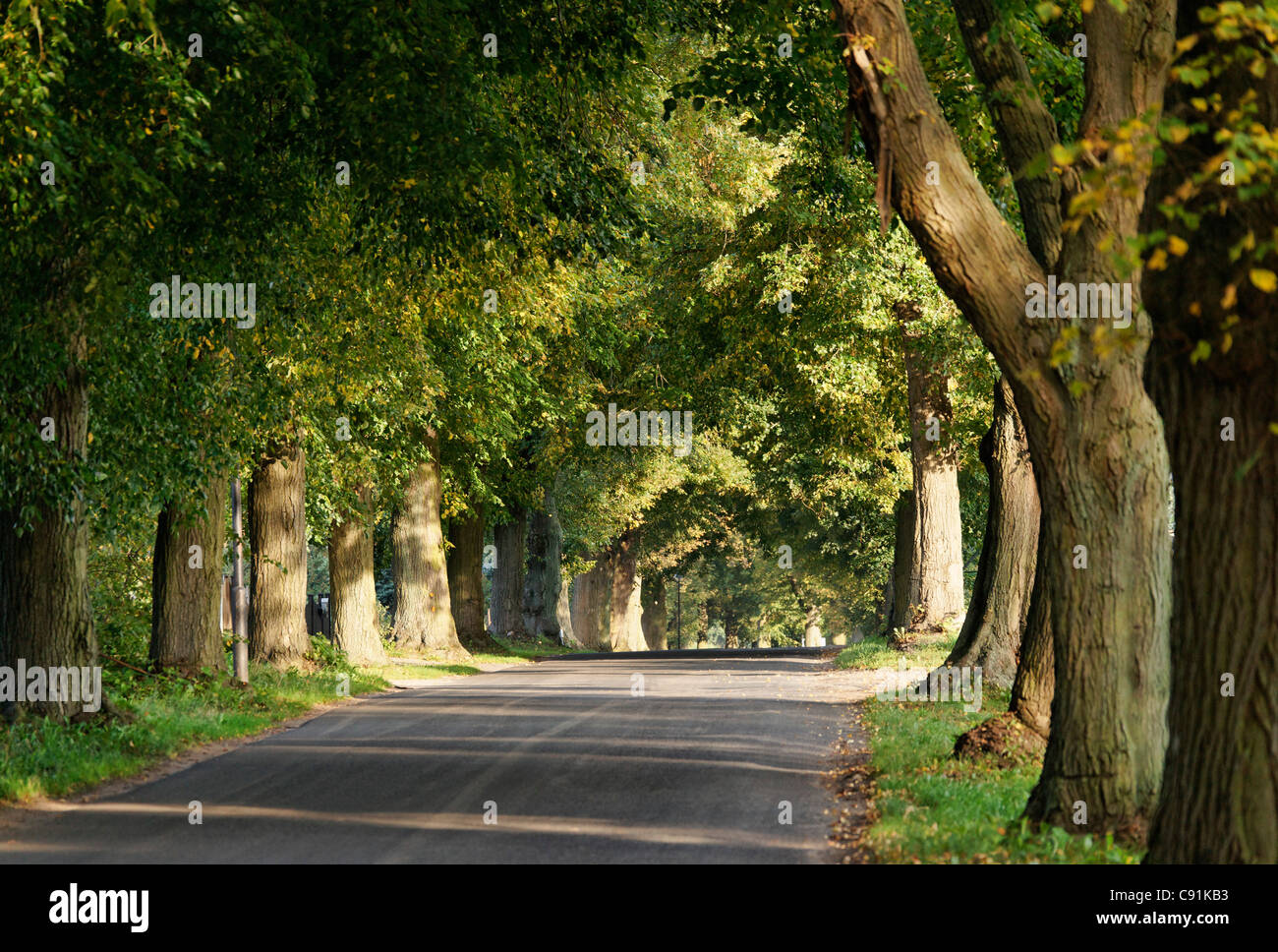 Western pomer hi-res stock photography and images - Alamy