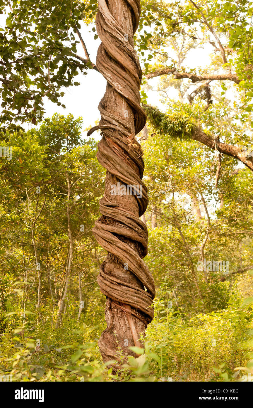 Creeper plant wrapped hi-res stock photography and images - Alamy