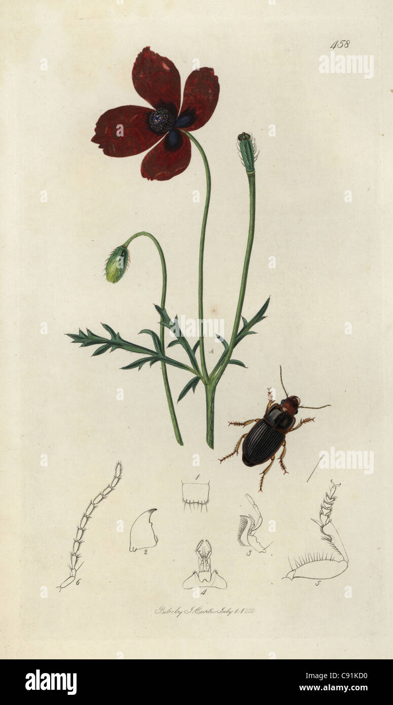 Harpalus beetle hi-res stock photography and images - Alamy