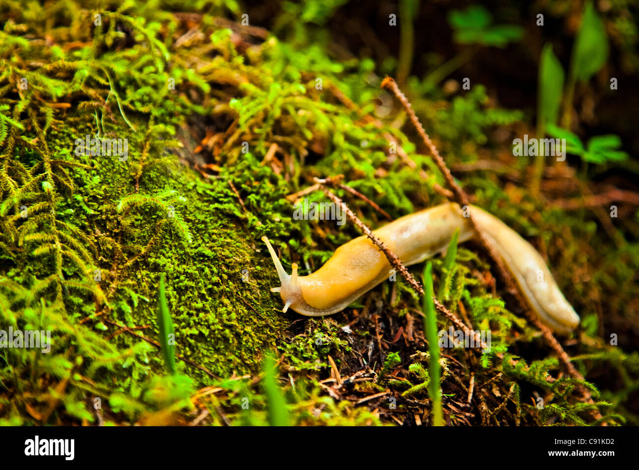 Seven inch Banana Slug crawling through moss in temperate rainforest ...