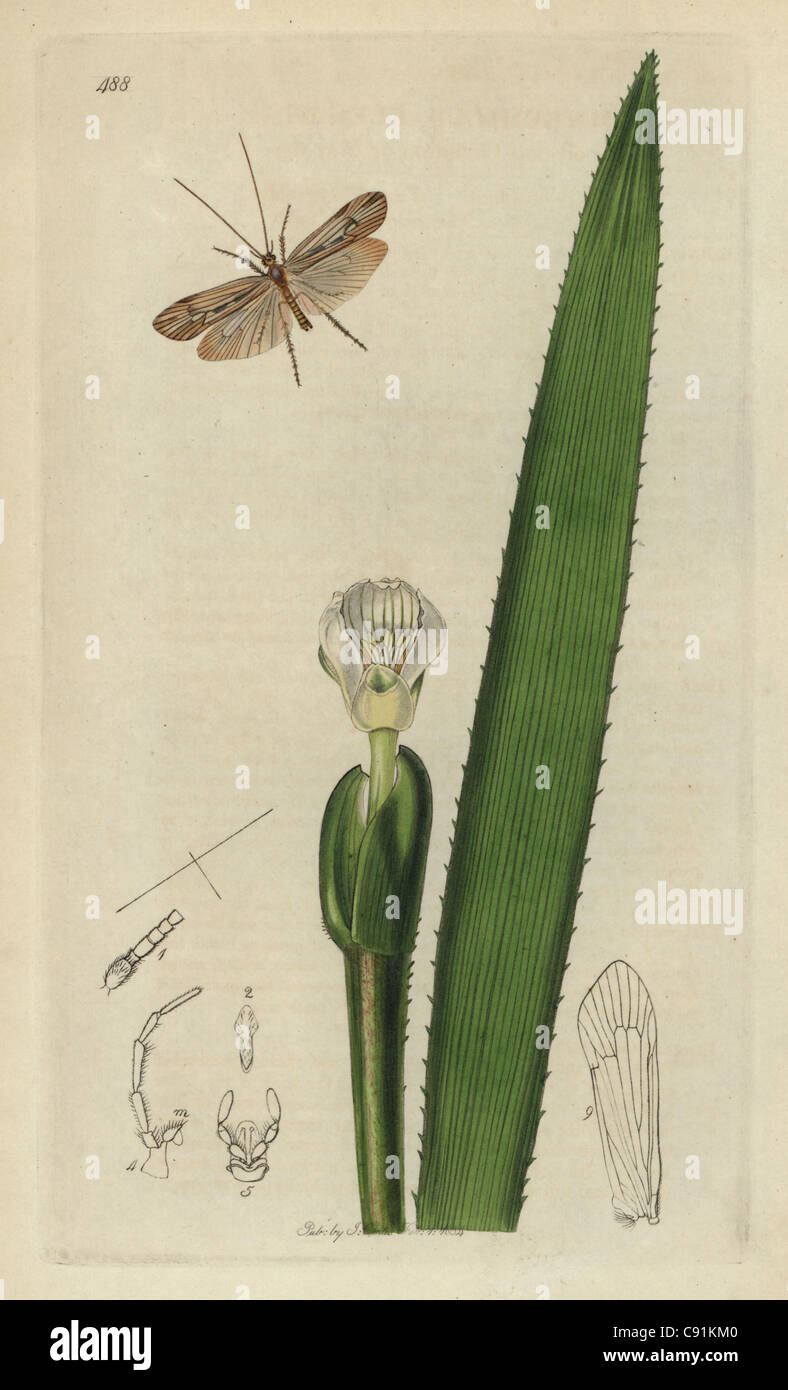 Grannom hi-res stock photography and images - Alamy