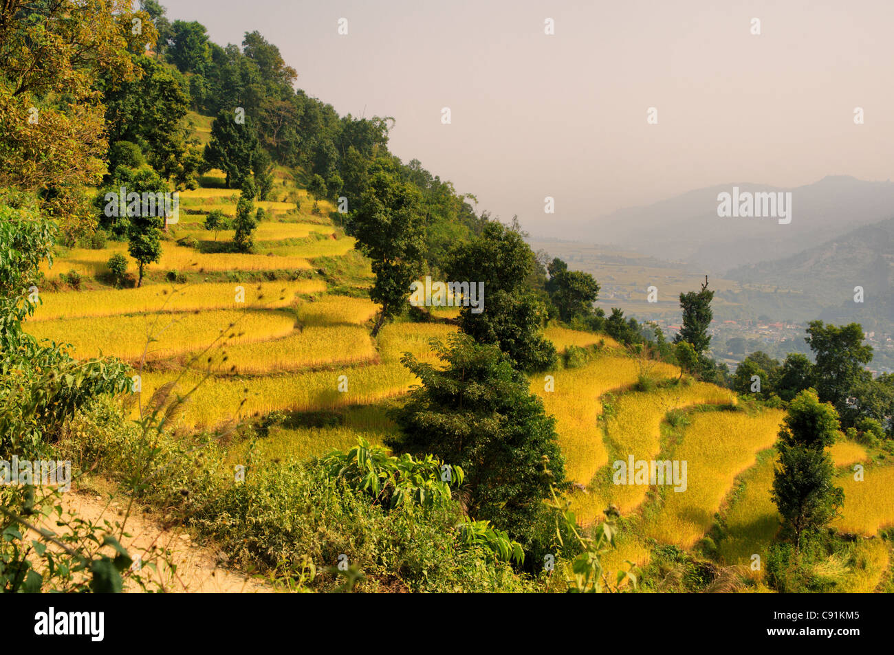 Dry rice field nepal hi-res stock photography and images - Alamy