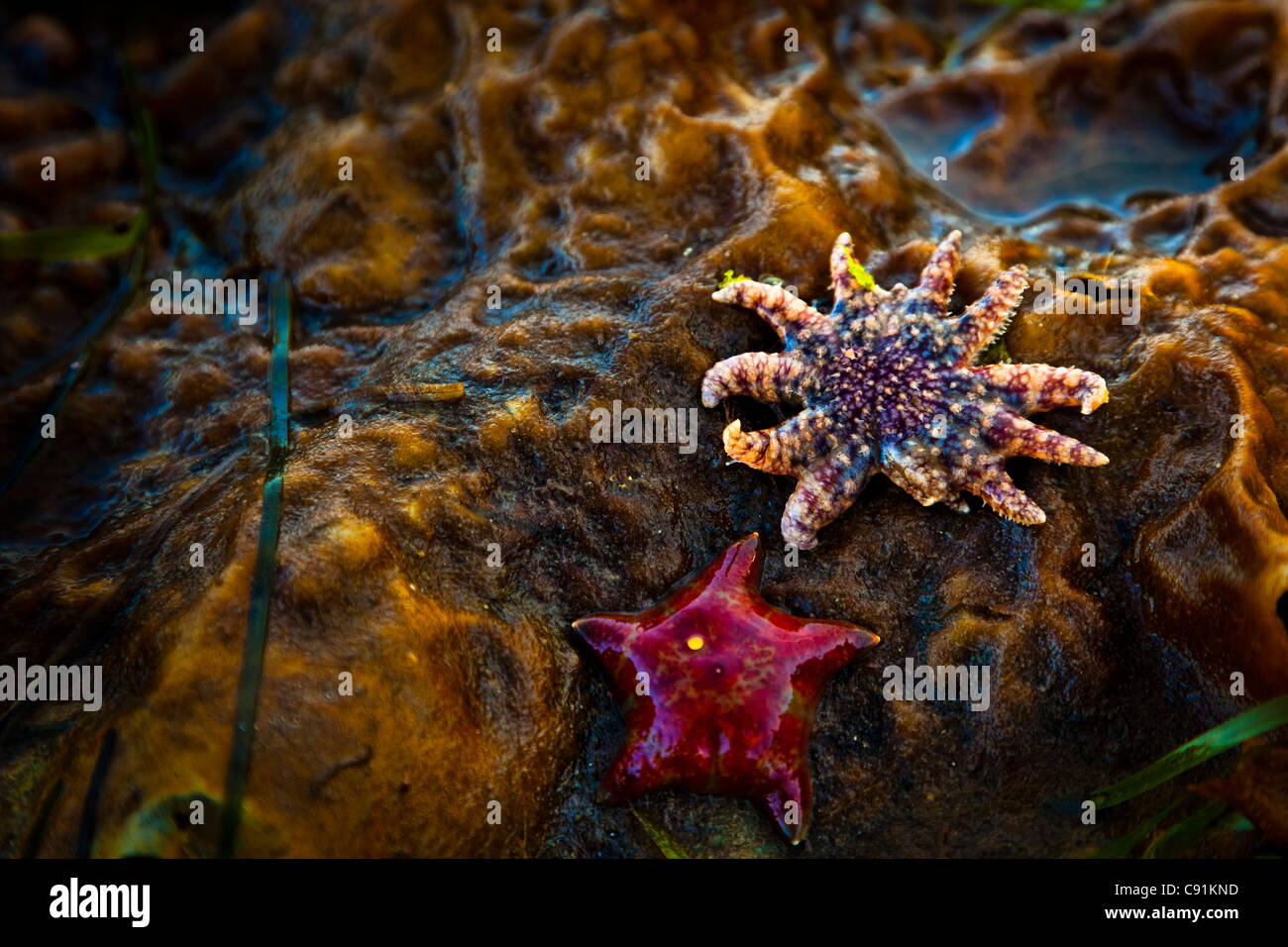 Seastars hi-res stock photography and images - Alamy
