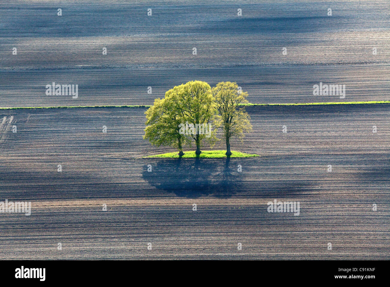 Aerial spring green leaves on a row of trees, lines in a ploughed field ...