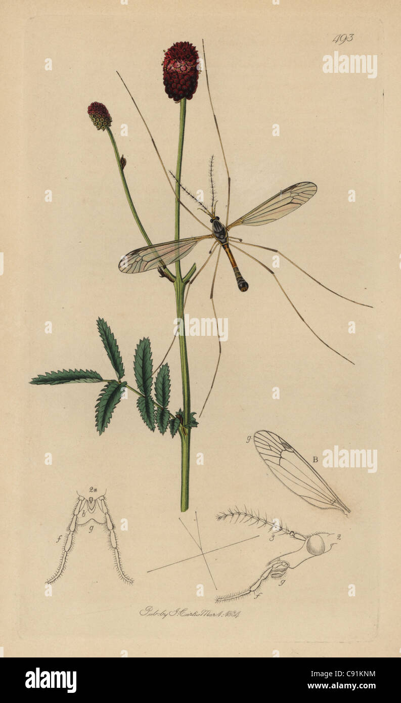 Tipula longicornis, Tipula flavolineata, Long-horned daddy long-legs ...