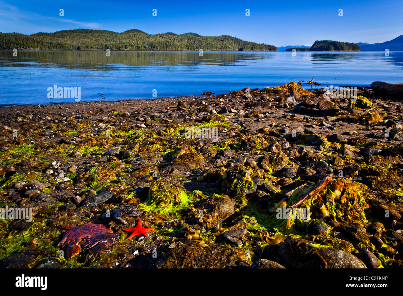 Alaska revillagigedo island hi-res stock photography and images - Alamy
