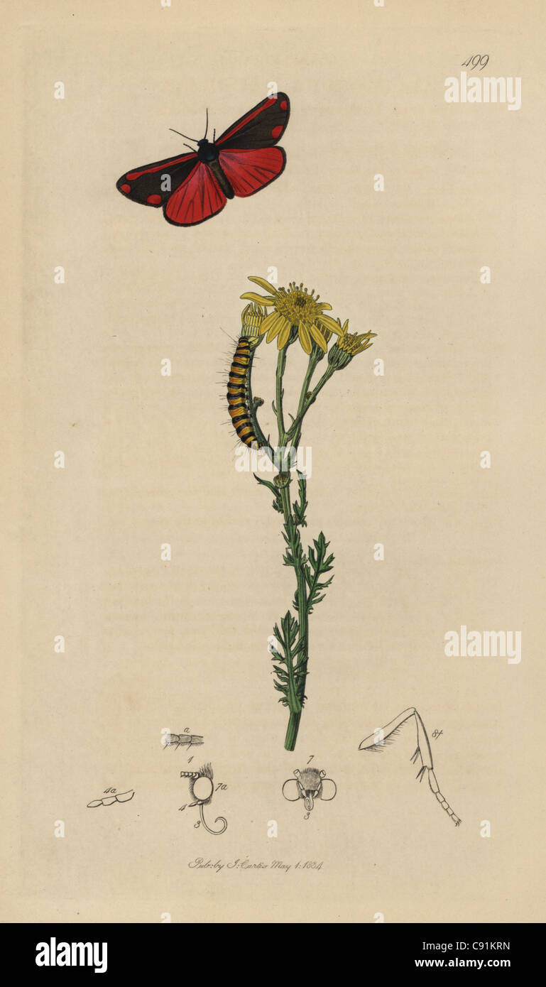 Pink underwing moth caterpillar hi-res stock photography and images - Alamy