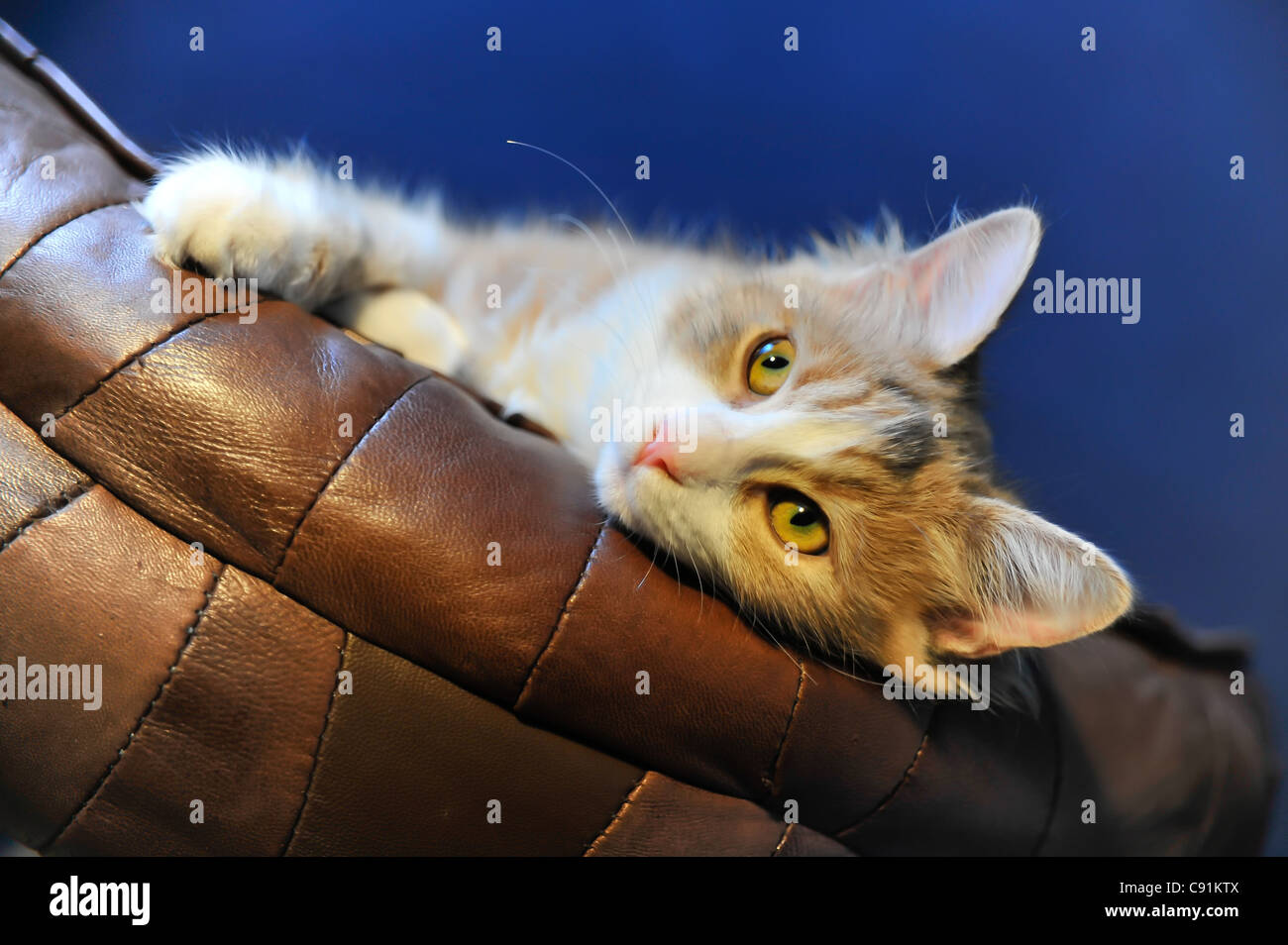 Laying yellow kitty Stock Photo - Alamy