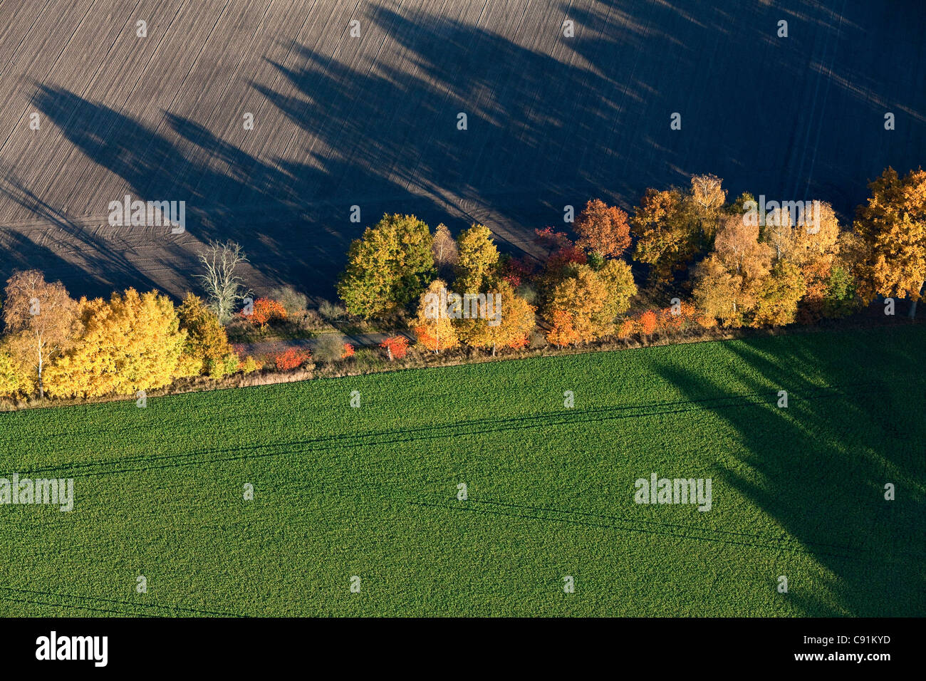 Aerial view of a hedge with autumn coloured trees and bushes, ploughed ...
