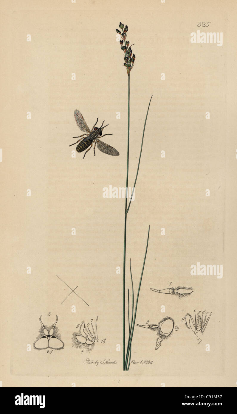 Clegg Fly Stock Photos & Clegg Fly Stock Images - Alamy