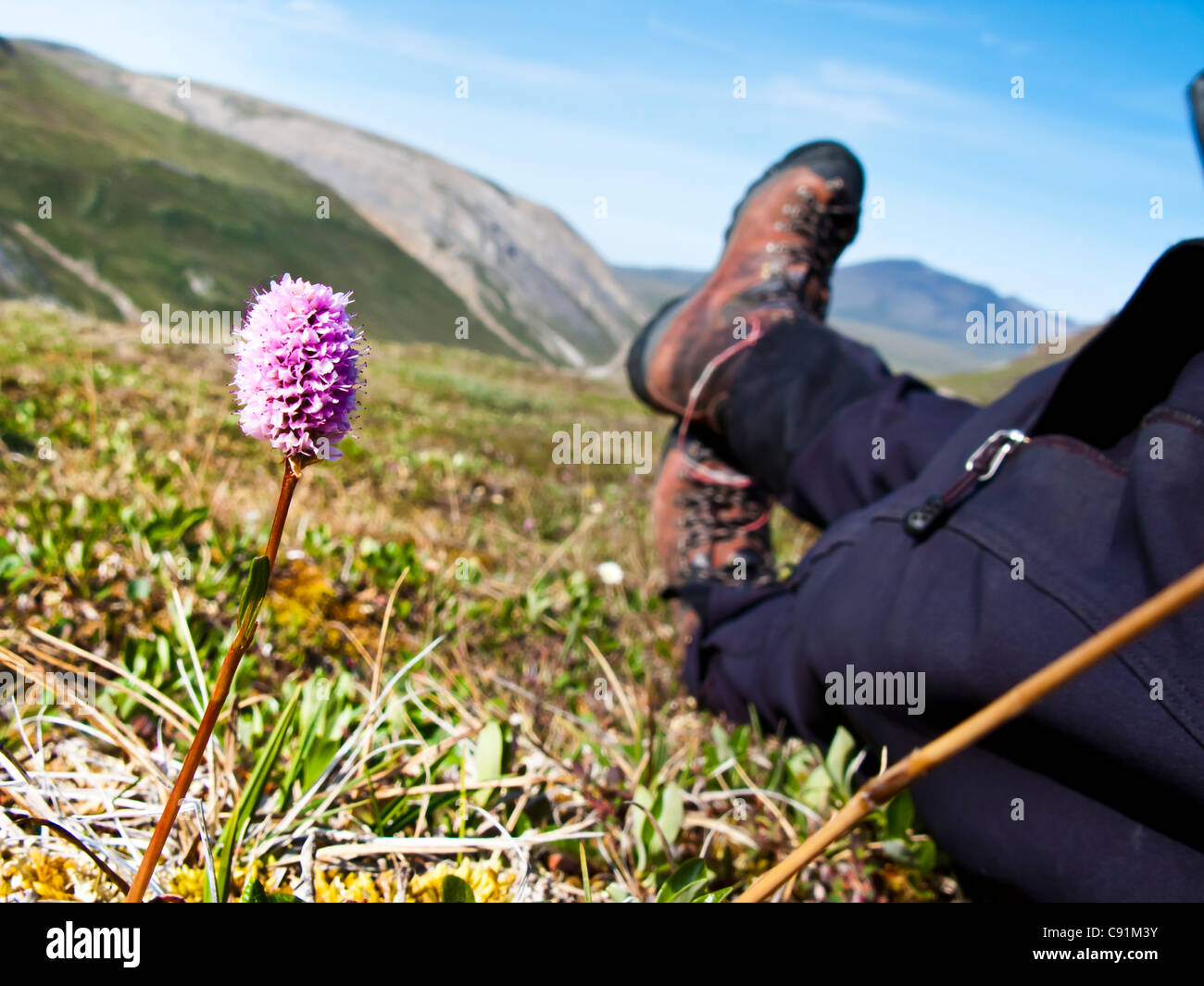 Bistort tundra hi-res stock photography and images - Alamy