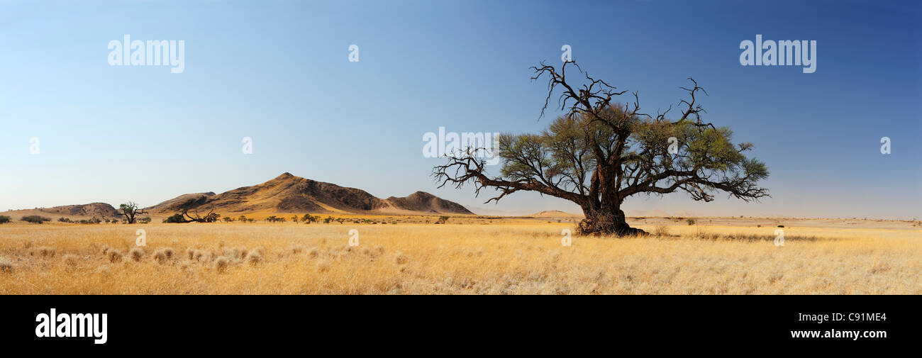 Panorama with camel-thorn tree in savannah, Acacia erioloba, Namib ...