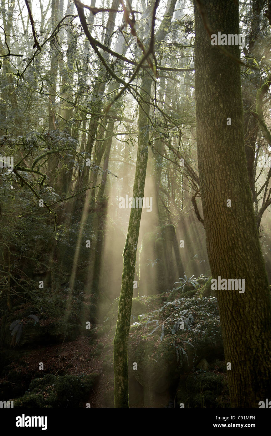 Mist in the woods in England Stock Photo - Alamy