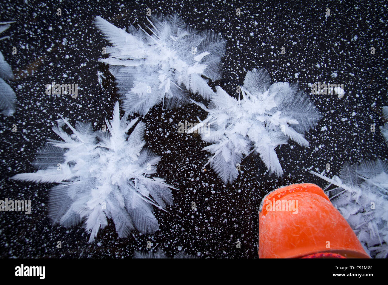 Ice crystal growing on creek ice with orange ski boot near the Johnson ...