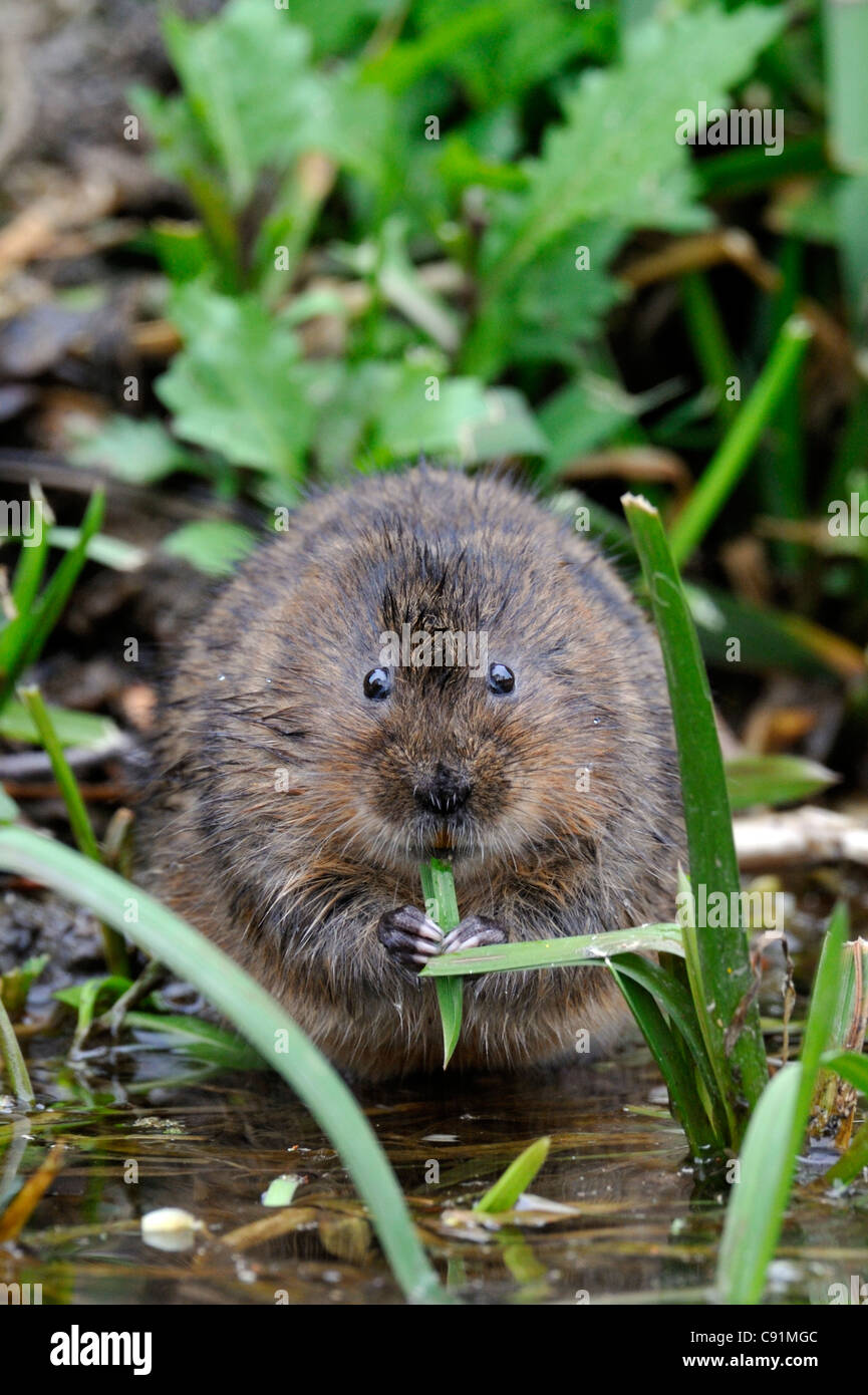 Water vole (Arvicola amphibius Stock Photo - Alamy