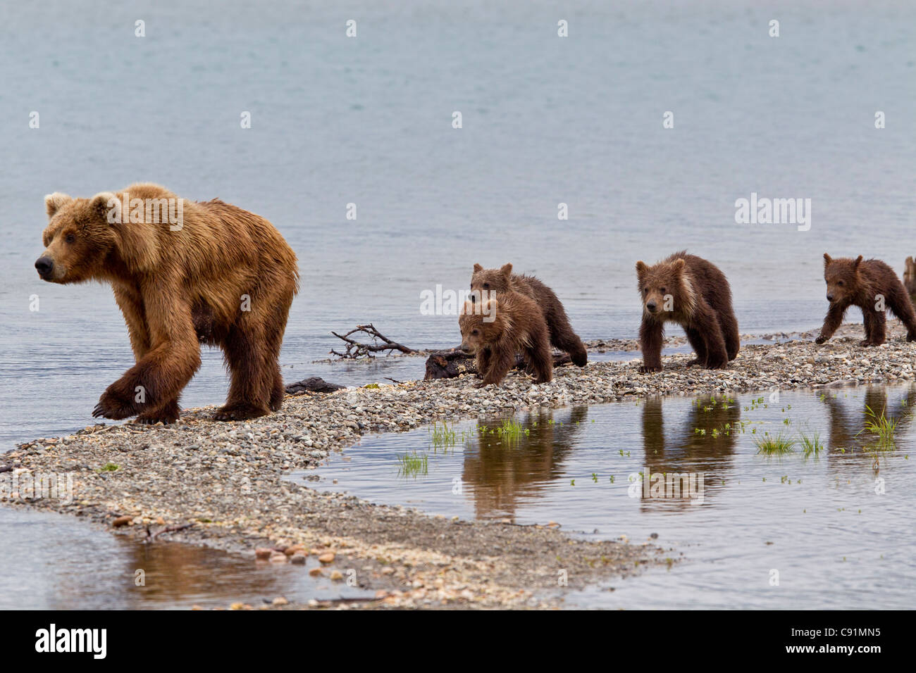 A Brown Bear sow leads her four spring cubs on a narrow spit, Brooks ...