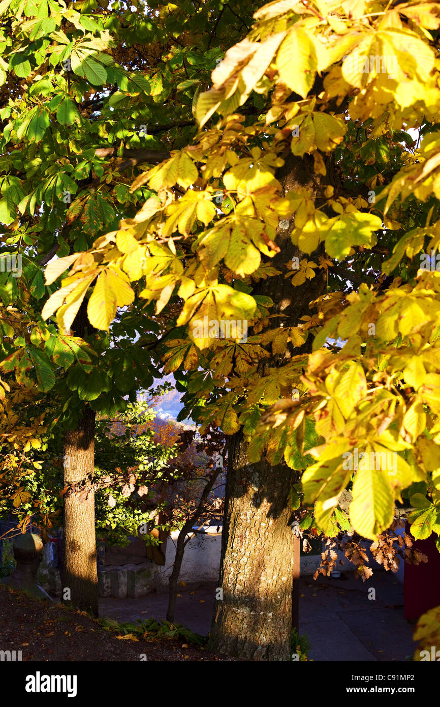 Chestnut tree in autumn Stock Photo - Alamy