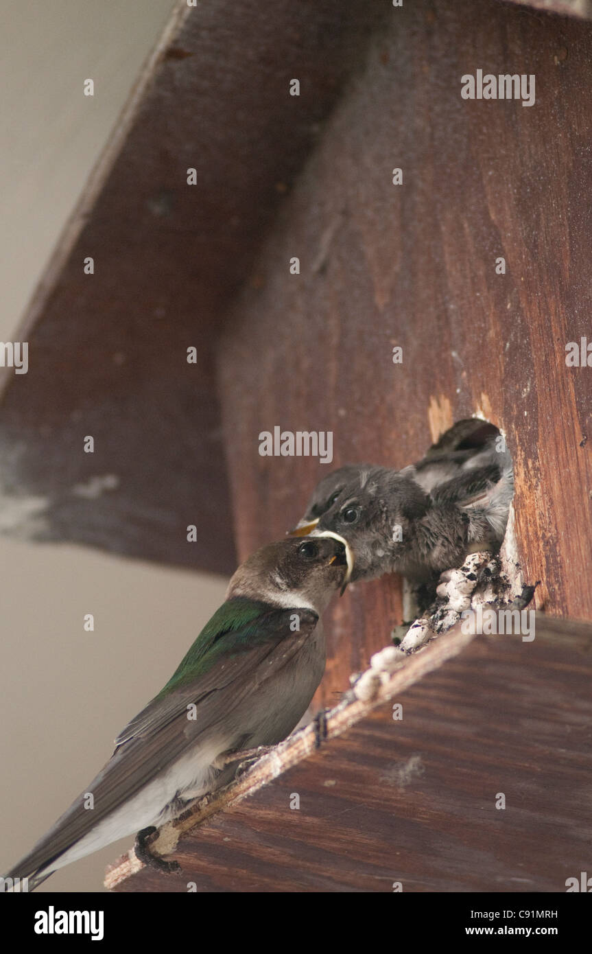 Violet green swallow hi-res stock photography and images - Alamy