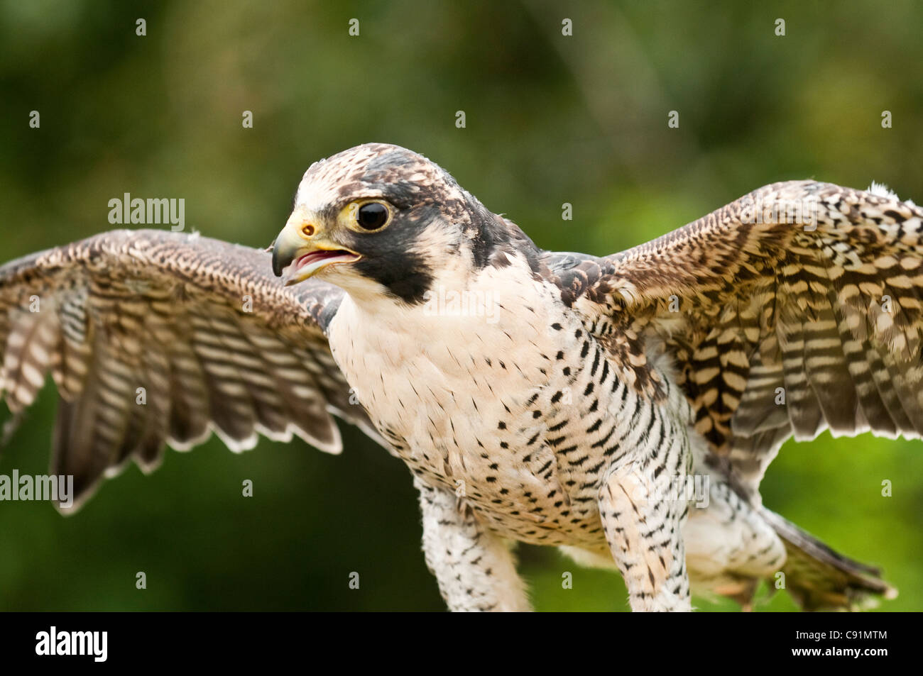 Peregrine falcon in captivity hi-res stock photography and images - Alamy