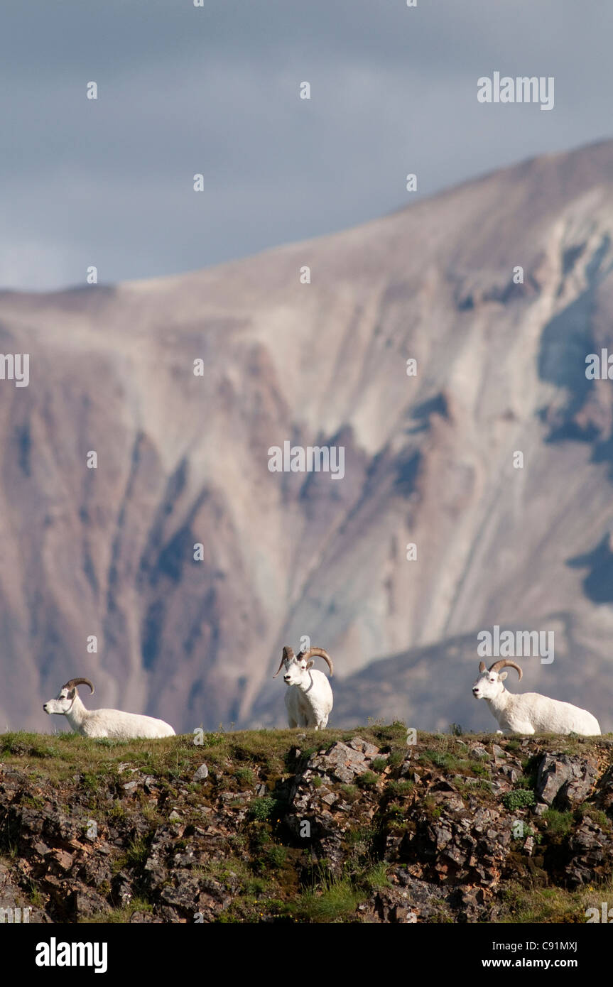 A trio of Dall sheep rams rests on a rock ledge near Polychrome Pass in ...