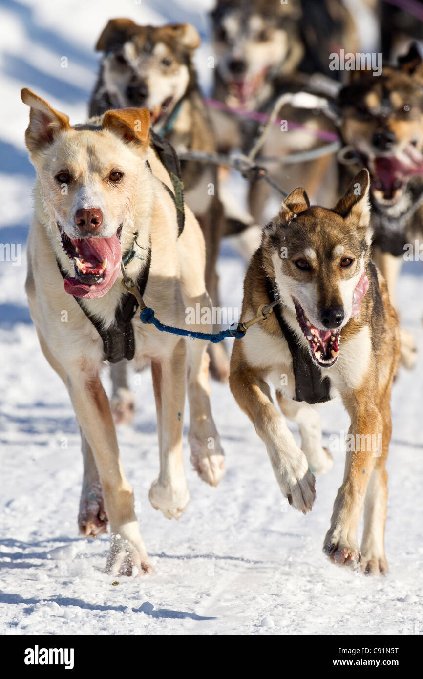 Fur rondy hi-res stock photography and images - Alamy