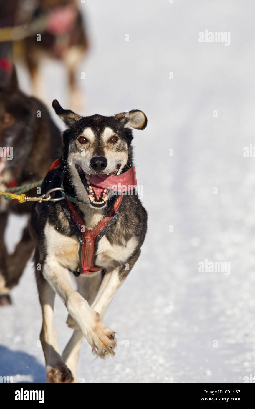 Fur rondy hi-res stock photography and images - Alamy