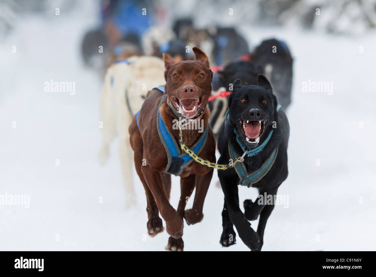 Ricky Taylor's dogs running in the 2011 ExxonMobil Open, Southcentral ...