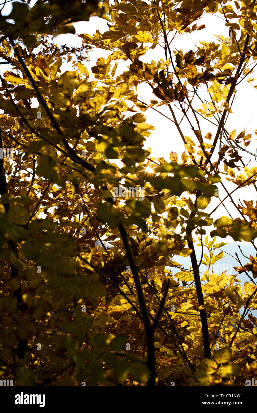 Leaves of autumn against sun light Stock Photo - Alamy