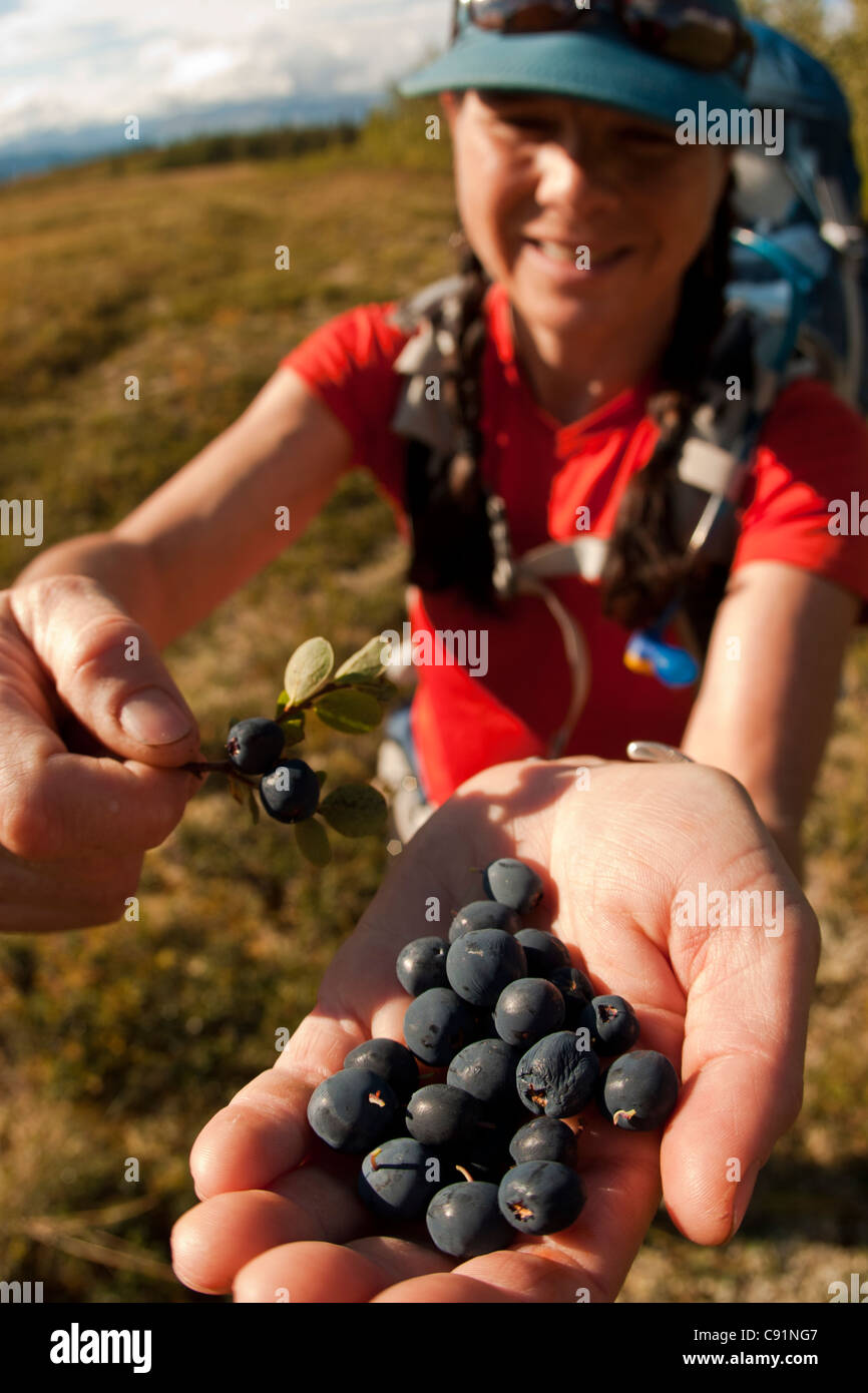 Berry picking alaska hi-res stock photography and images - Alamy