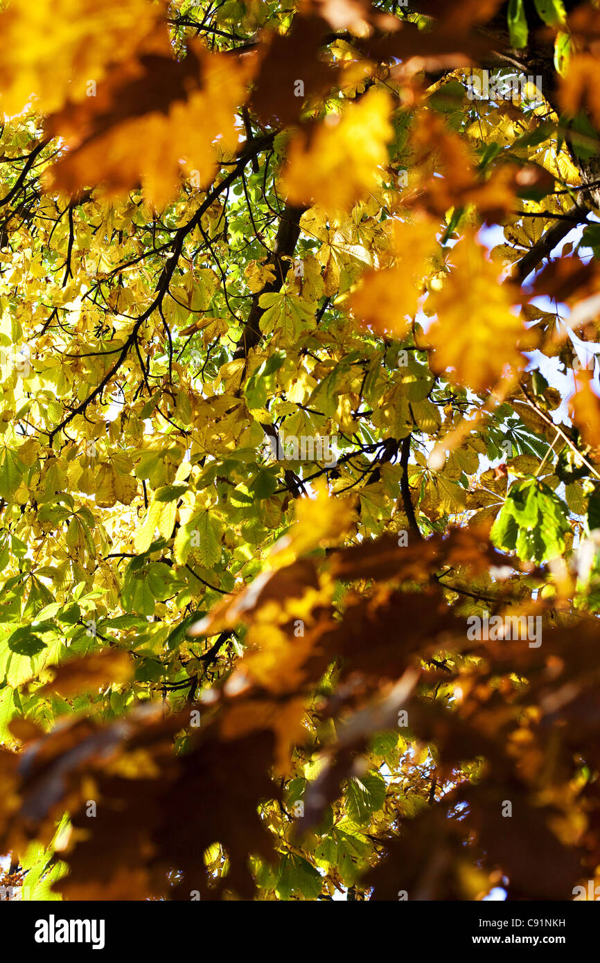 View of autumn tree from below Stock Photo - Alamy