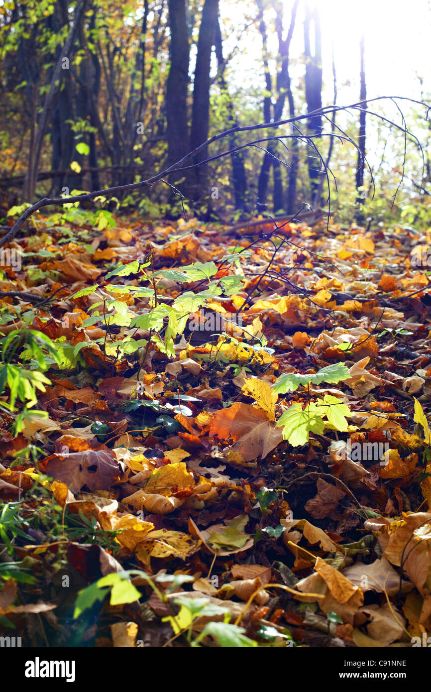 Leaves falling from trees hi-res stock photography and images - Alamy