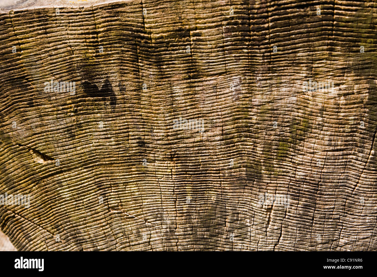 Long Meg and her daughters Little Salkeld Penrith Lake District Cumbria ...