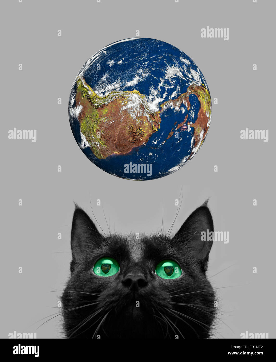 Black cat playing with earth planet on grey Stock Photo - Alamy