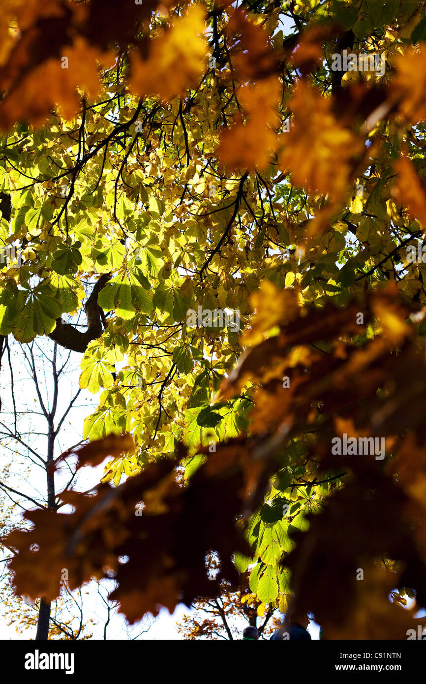 Trees from below hi-res stock photography and images - Alamy